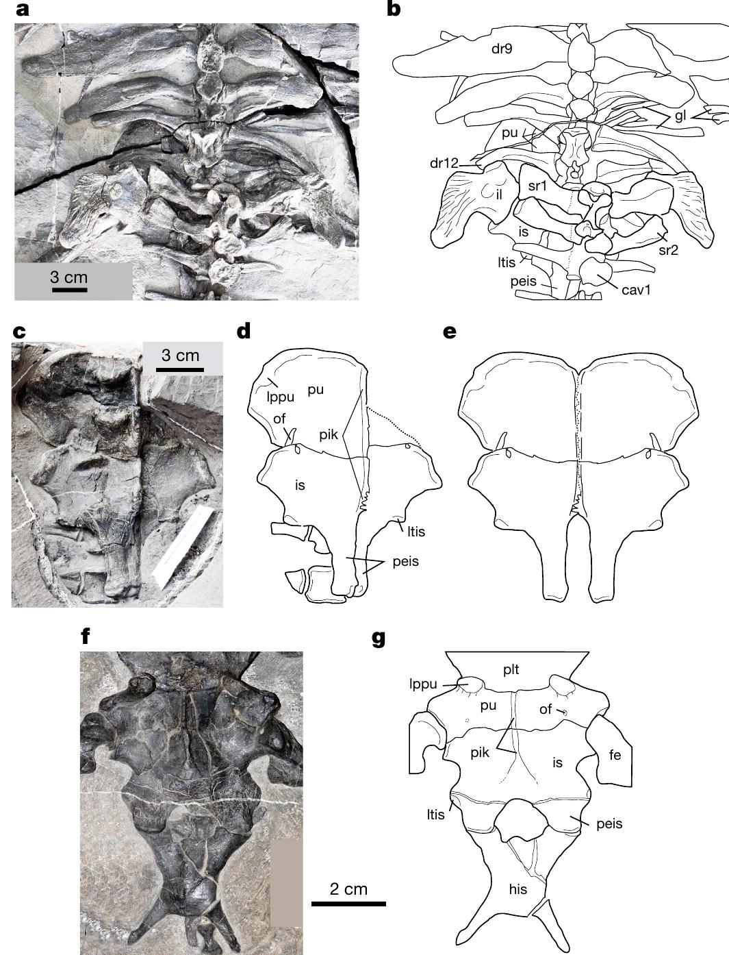 | posterior dorsal vertebrae and pelvic girdle of stem