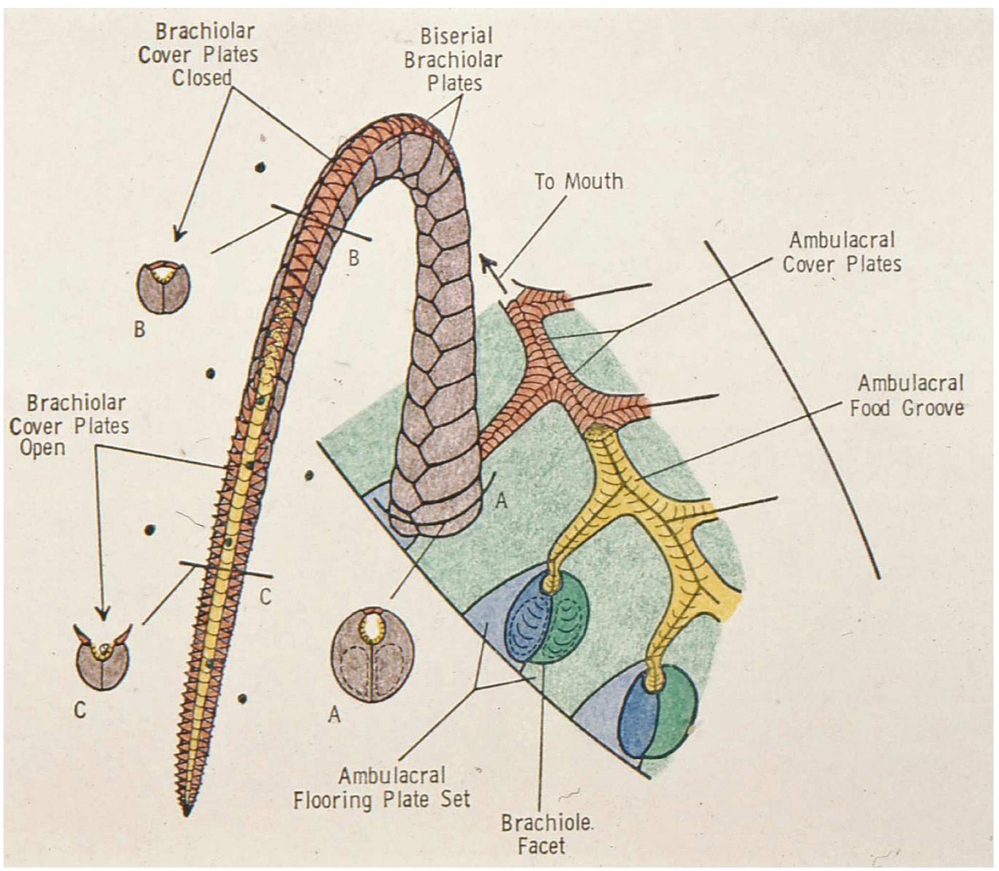 schematic detail of blastoid brachiole and ambulacral