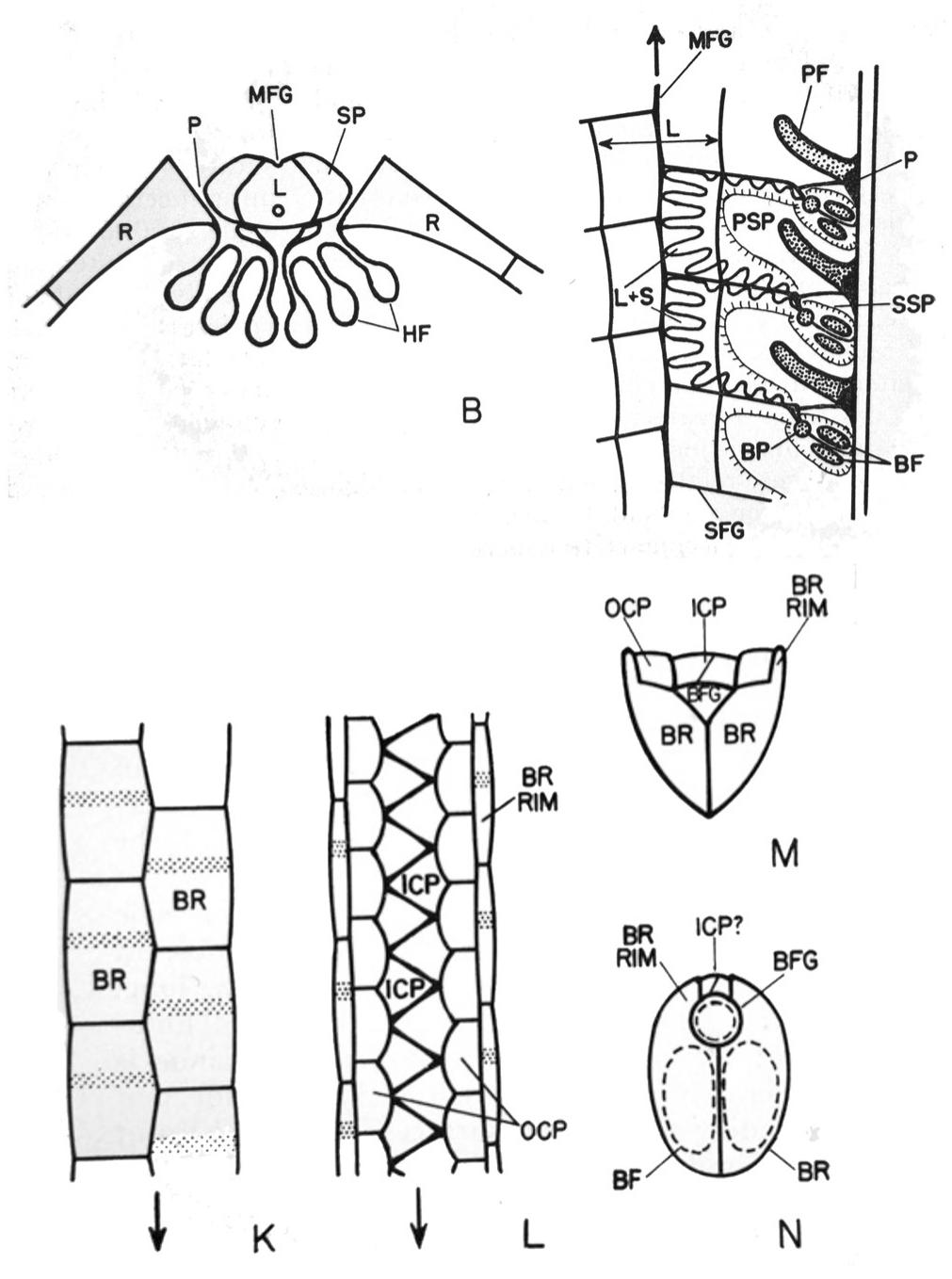 thecal ambulacra (upper 2 diagrams) and brachioles (lower