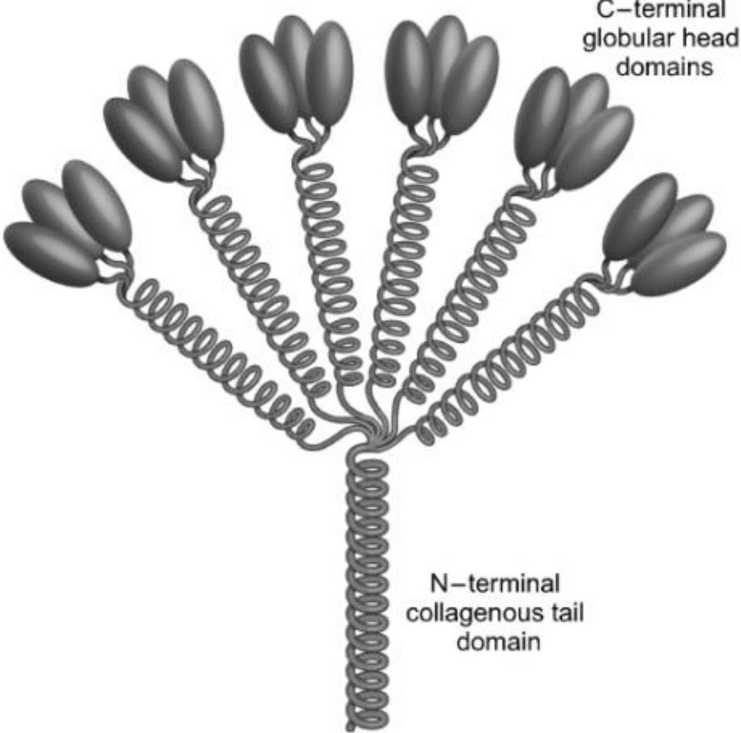 14: structure of c1q. the c1q molecule is a glycoprotein
