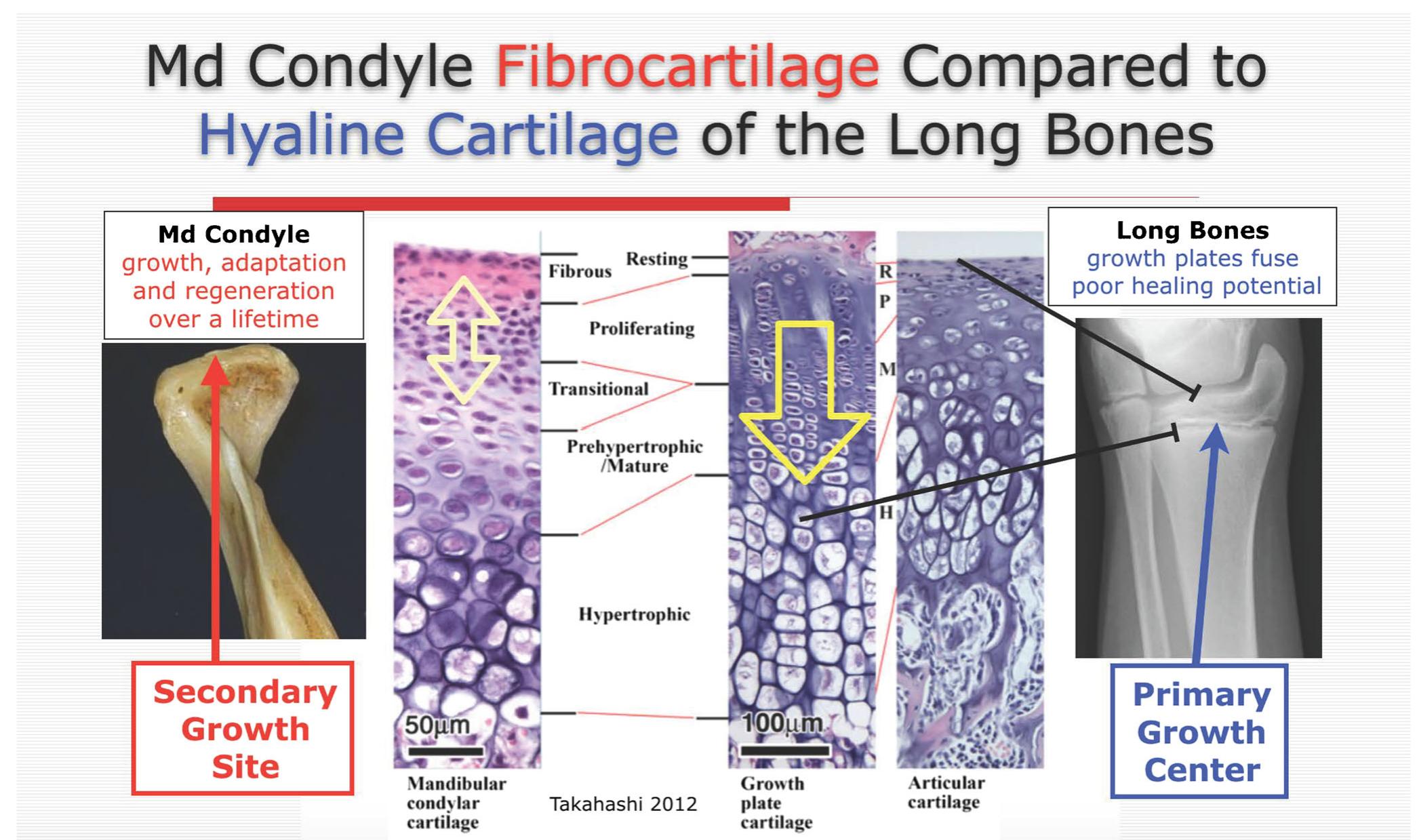 Figure 2 - from Part I: Development and Physiology of the
