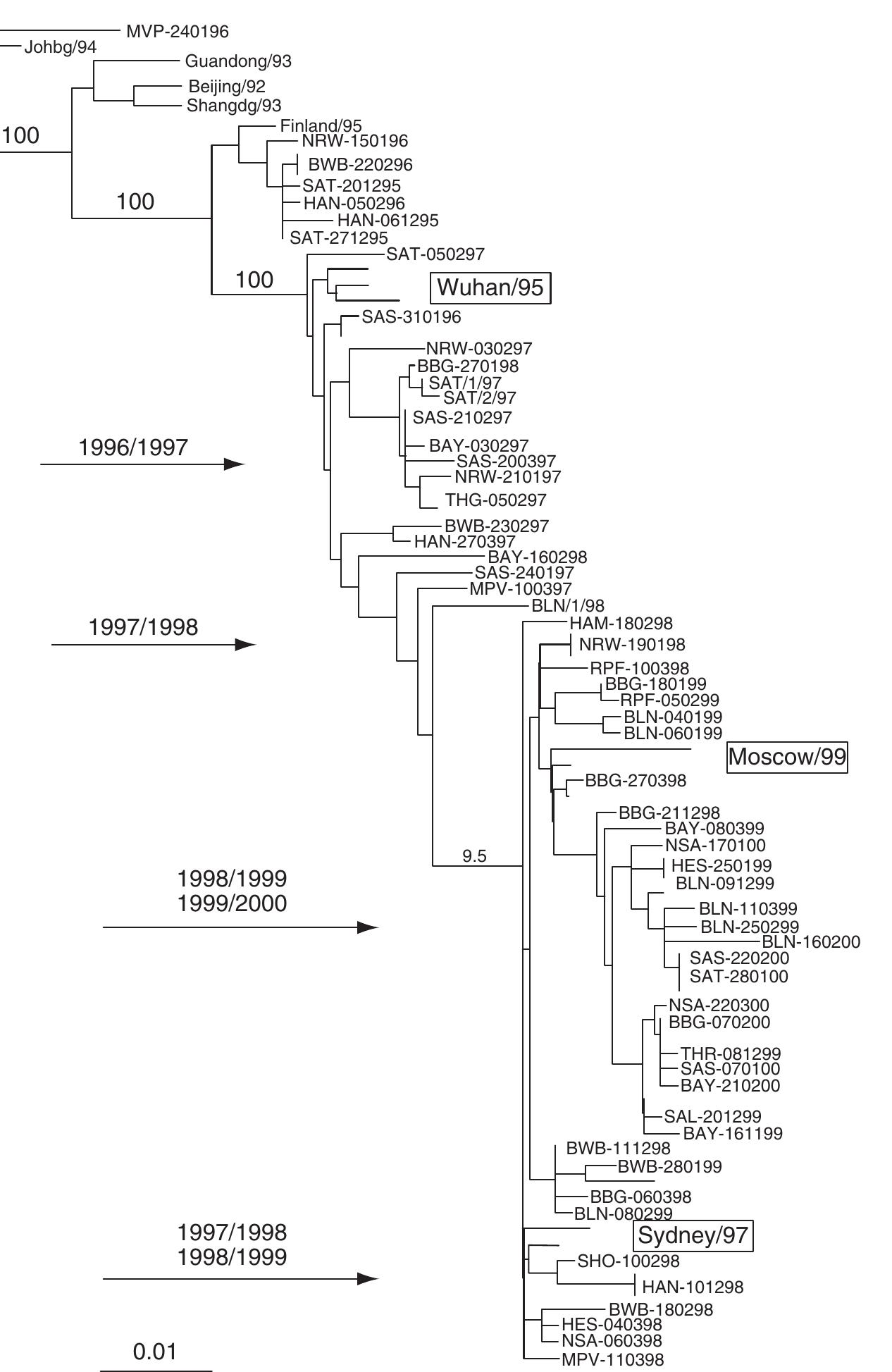 Phylogenetic tree of yearly influenza a/h3n2 viruses