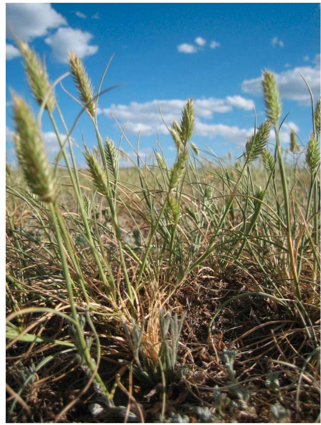 Crested wheatgrass in the exclosure shown in figure 2.