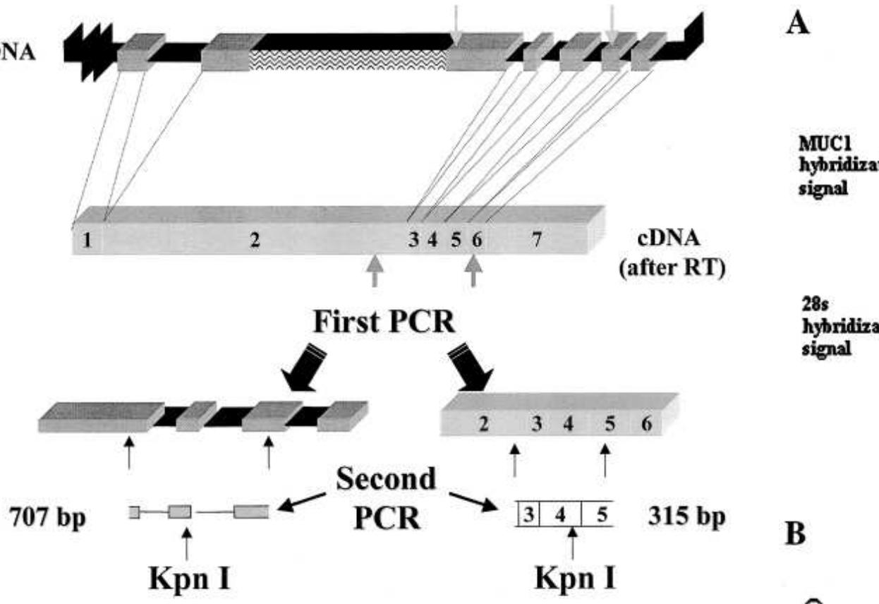 Schematic representation of the ecori fragment on which most