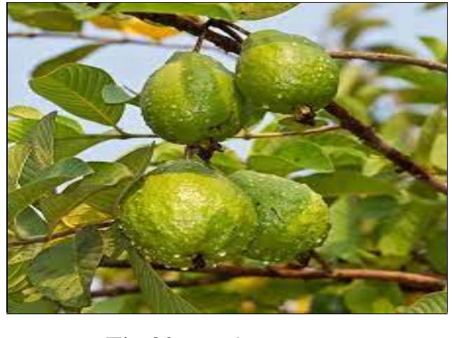 Figure 23 - Medicinal plants for treatment of ulcer: A