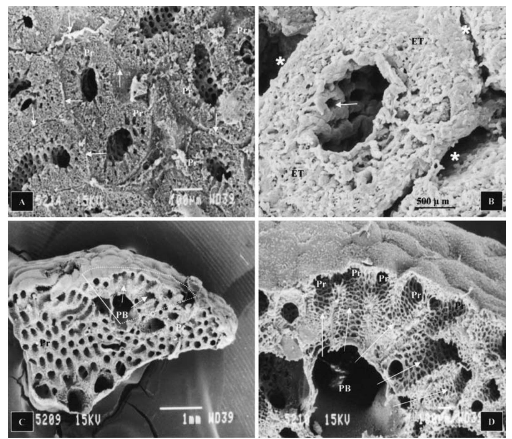 Scanning electron micrographs showing development and