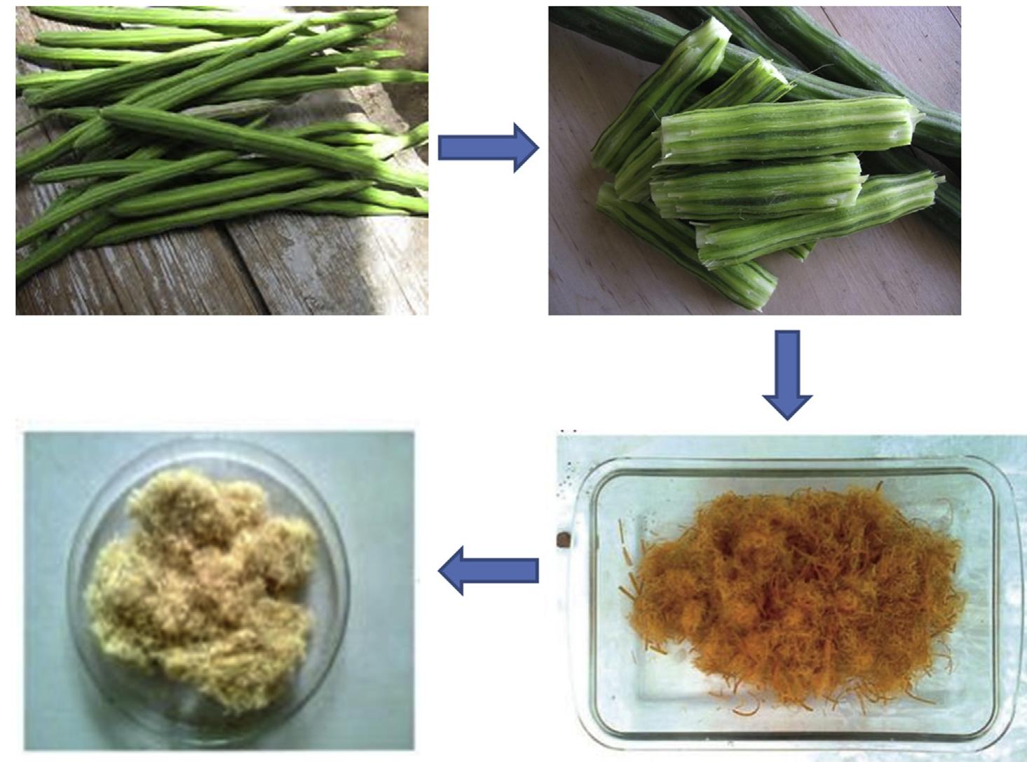 Extraction of moringa oleifera fruit fibers. a typical