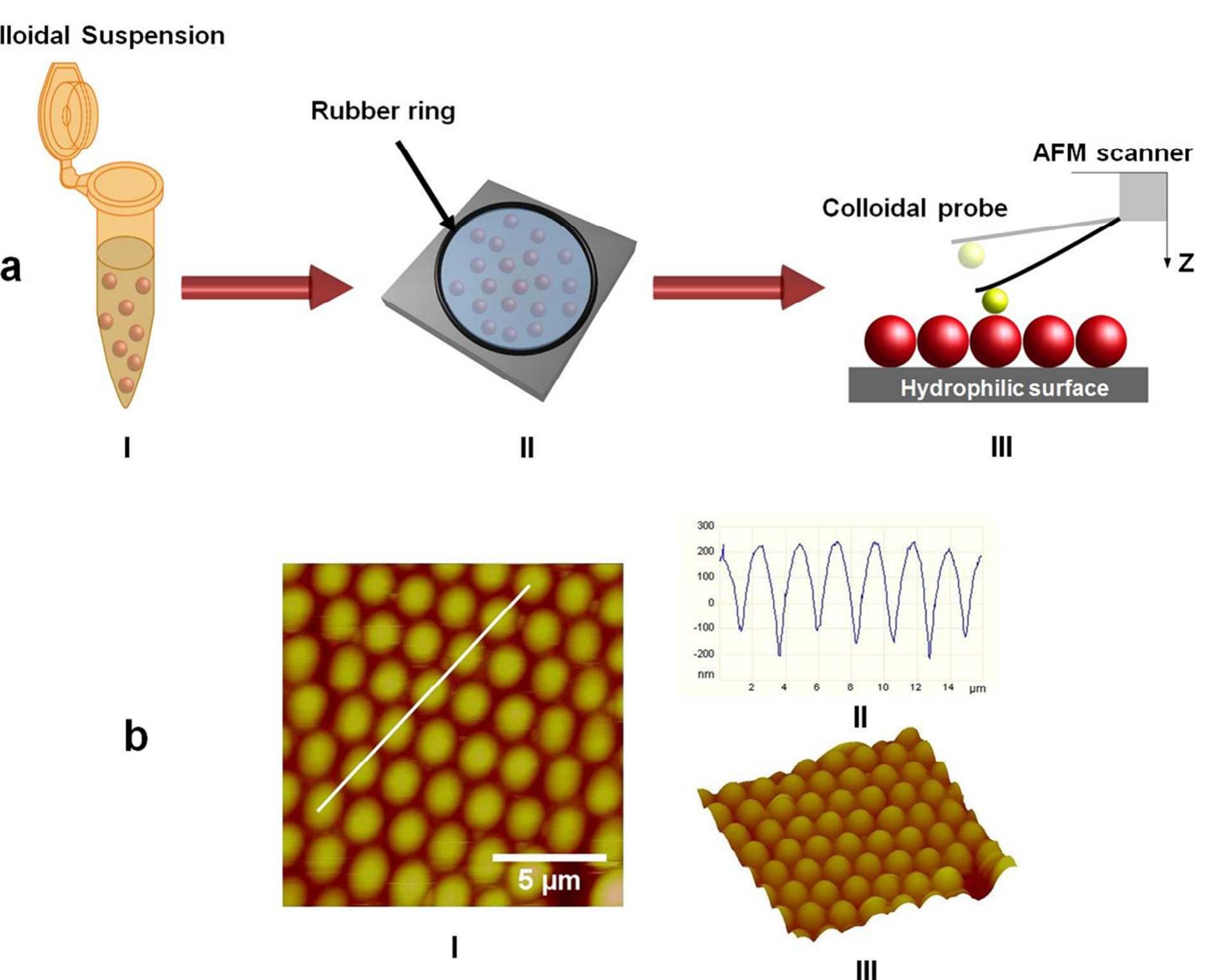 (PDF) Colloid-probe AFM studies of the interaction forces of proteins ...