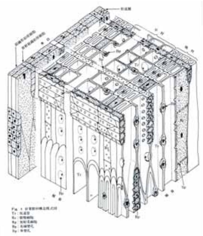Schematic three-plane drawing of softwood. after shimaji and