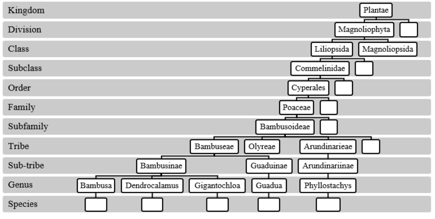 1: taxonomical classification of bamboo plants (cronquist,