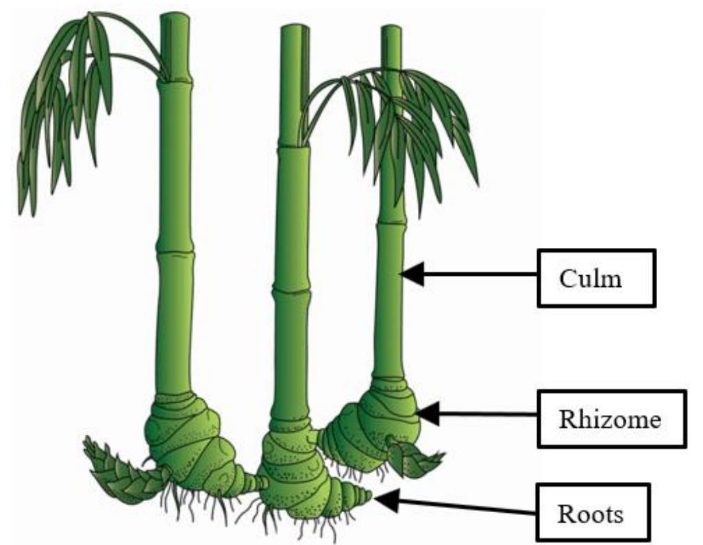11: sympodial (pachymorph, clumping) root diagram (bamboo
