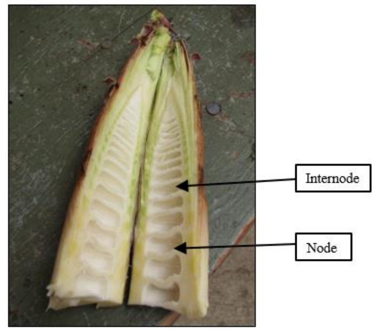 Figure 36 - from Bamboo construction as a sustainable