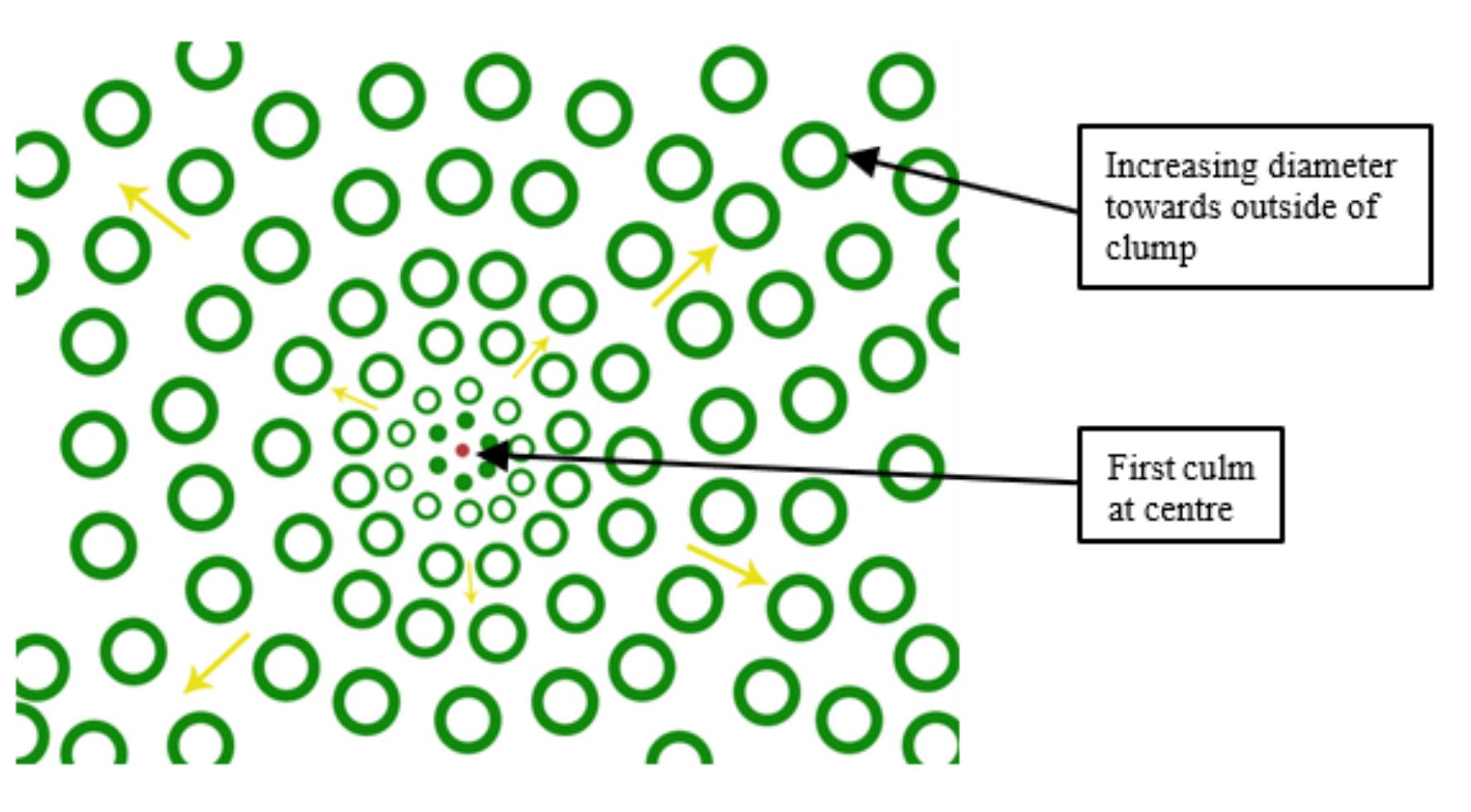 22: formation of a bamboo clump (schréder, 2012) the culms