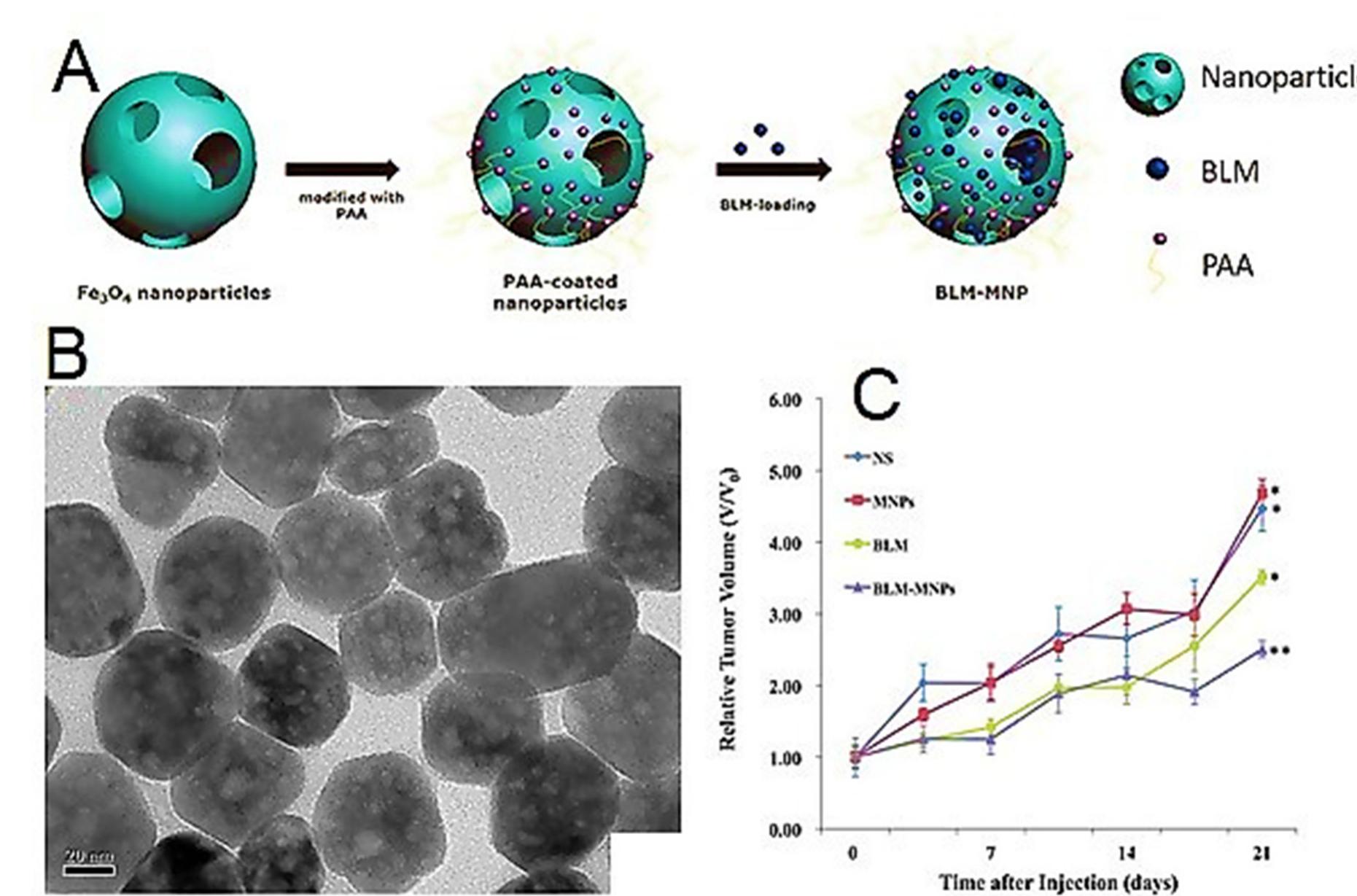 (a) step-by-step synthesis of magnetic nanoparticles with