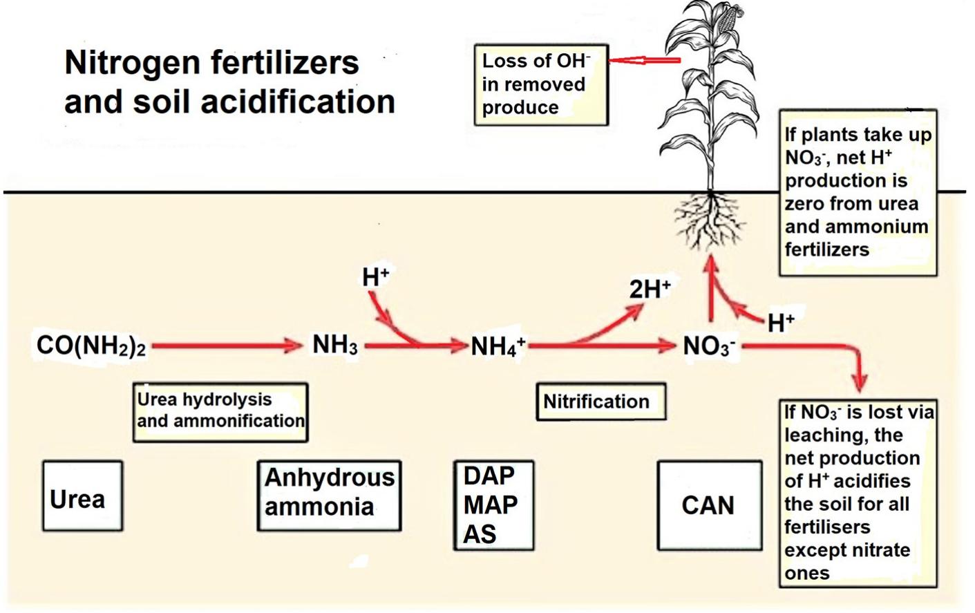 Schematic diagram showing soil acidification from the