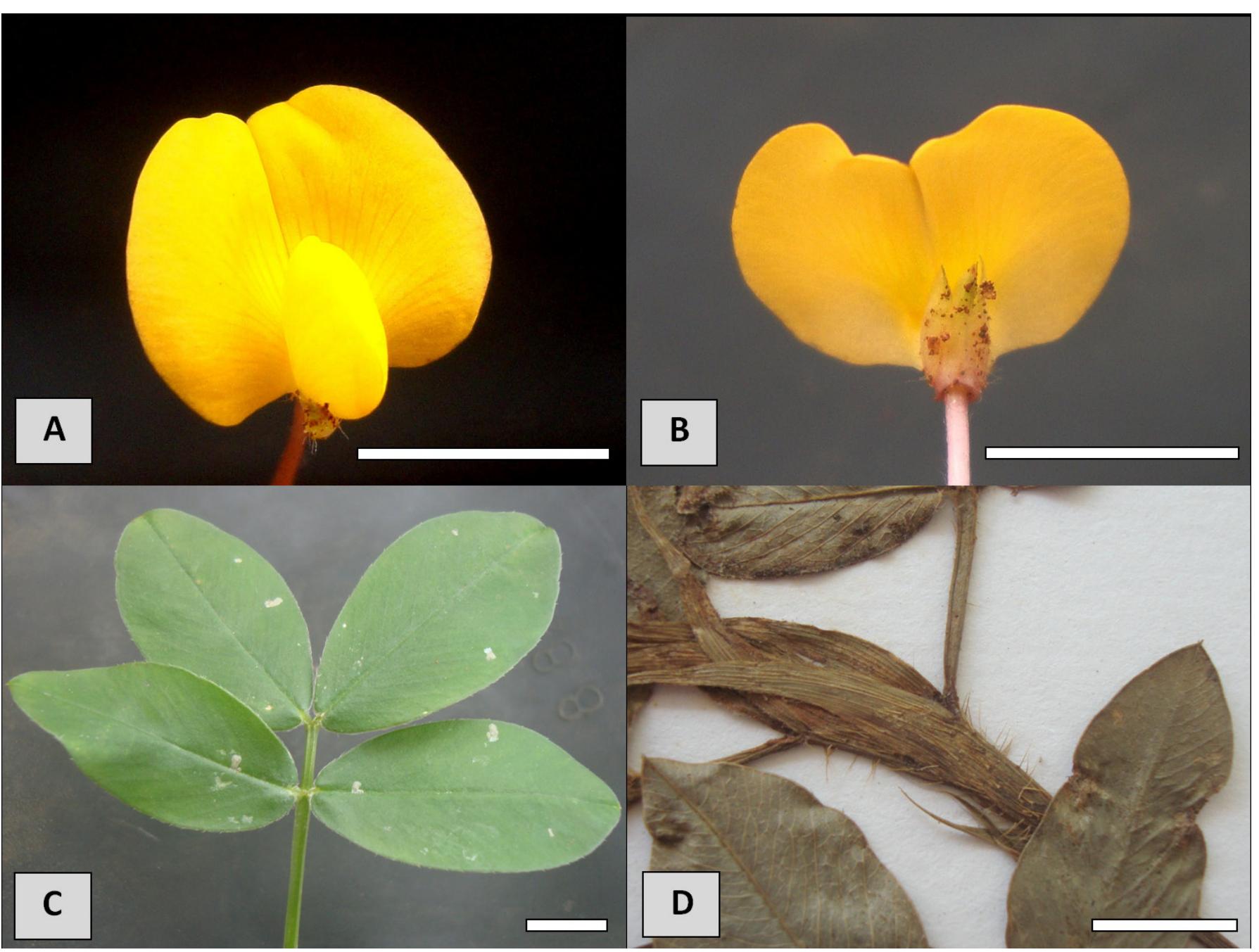 Arachis jacobinensis valls & c. e. simpson. a: flower,