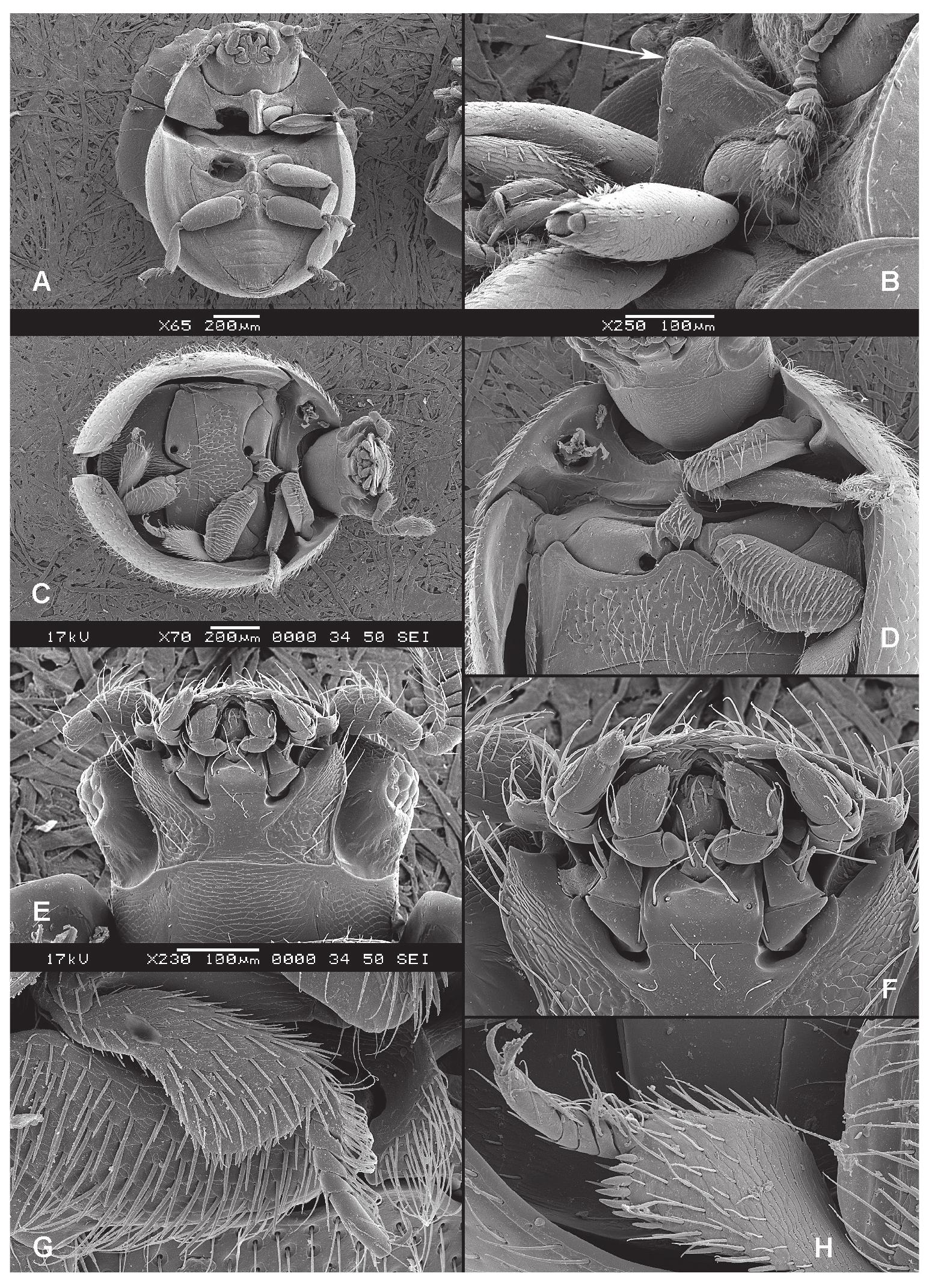 Figure 30 - Trogossitidae: A review of the beetle family,
