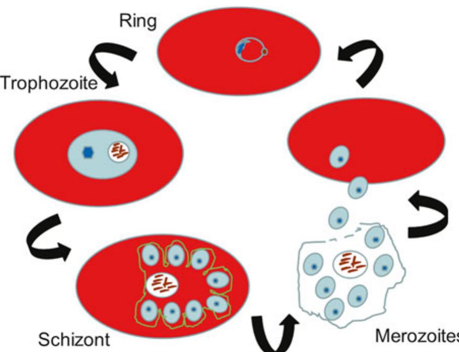2. plasmodium falciparum erythrocytic cycle. the merozoites