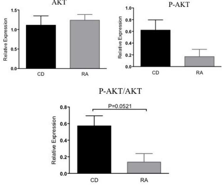 The rectus abdominis (ra). increased p-akt/akt after 5 days
