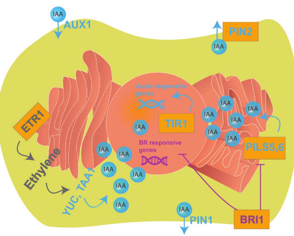 Auxin signaling mediates root thermomorphogenesis in