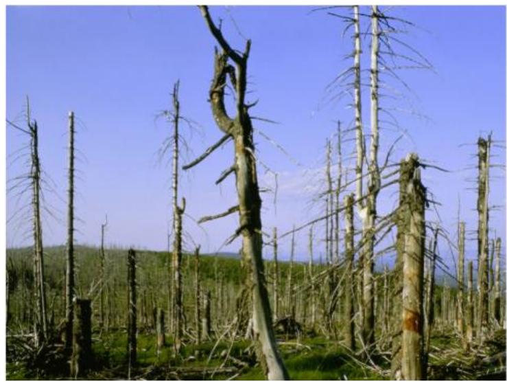 (PDF) A Critical Review of Acid Rain: Causes, Effects, and Mitigation ...