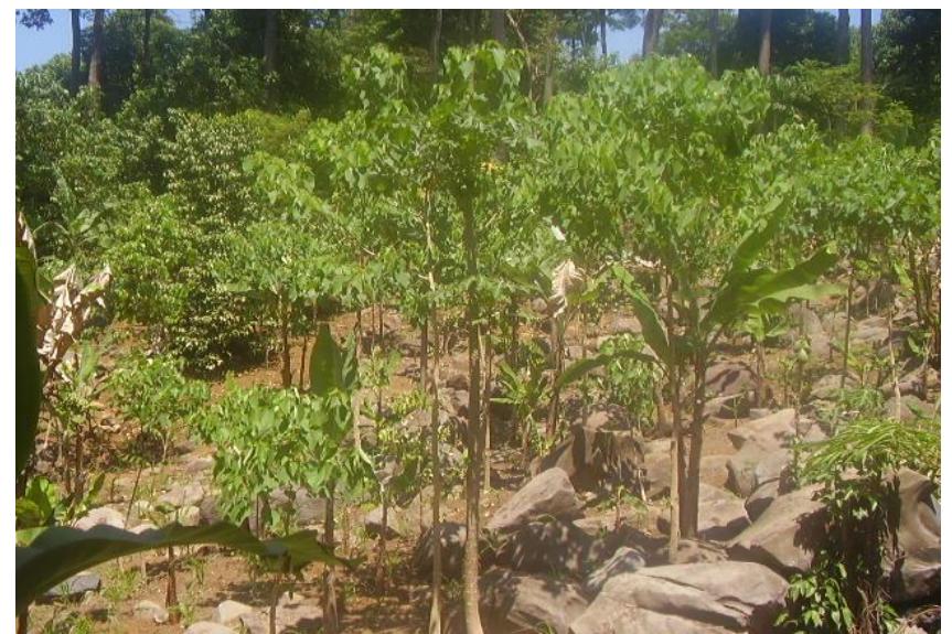 Figure 3 - Aplikasi Teknik Konservasi Tanah Dengan Sistem