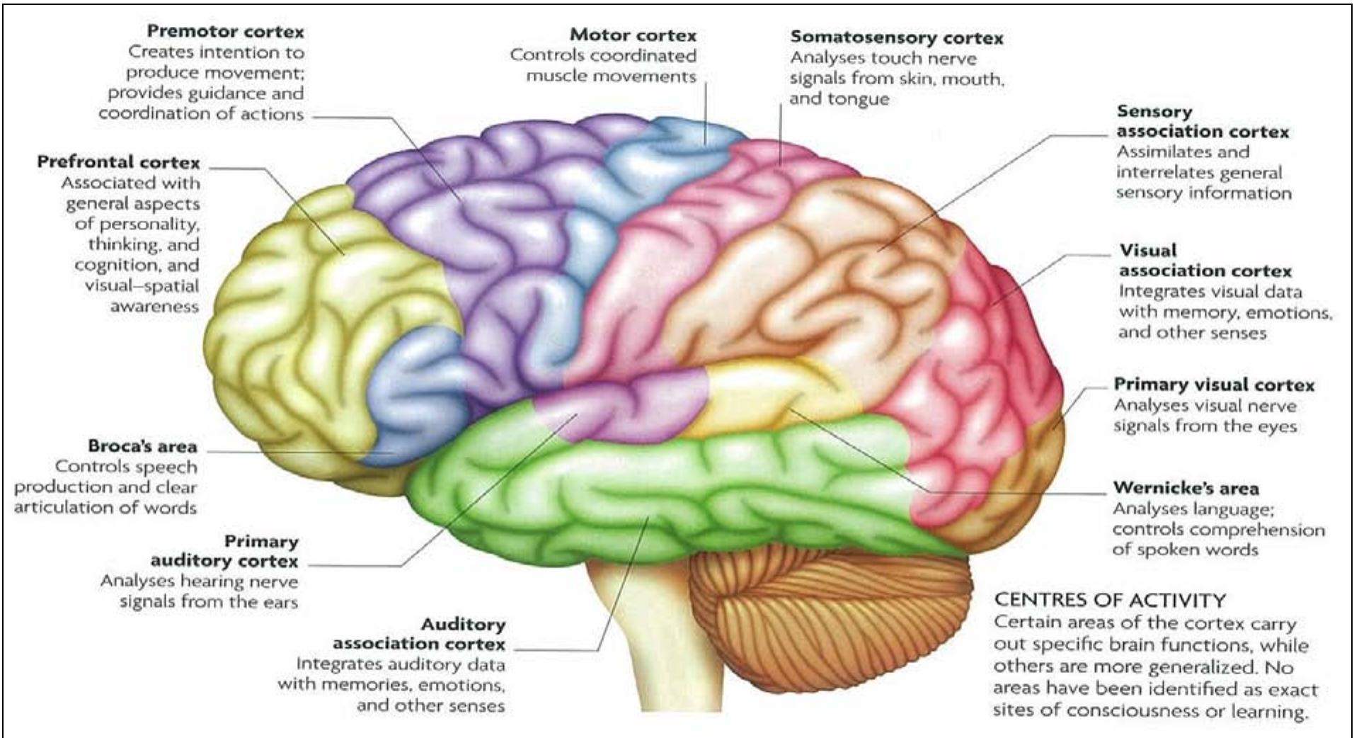 7: functions of the cerebral cortex structure