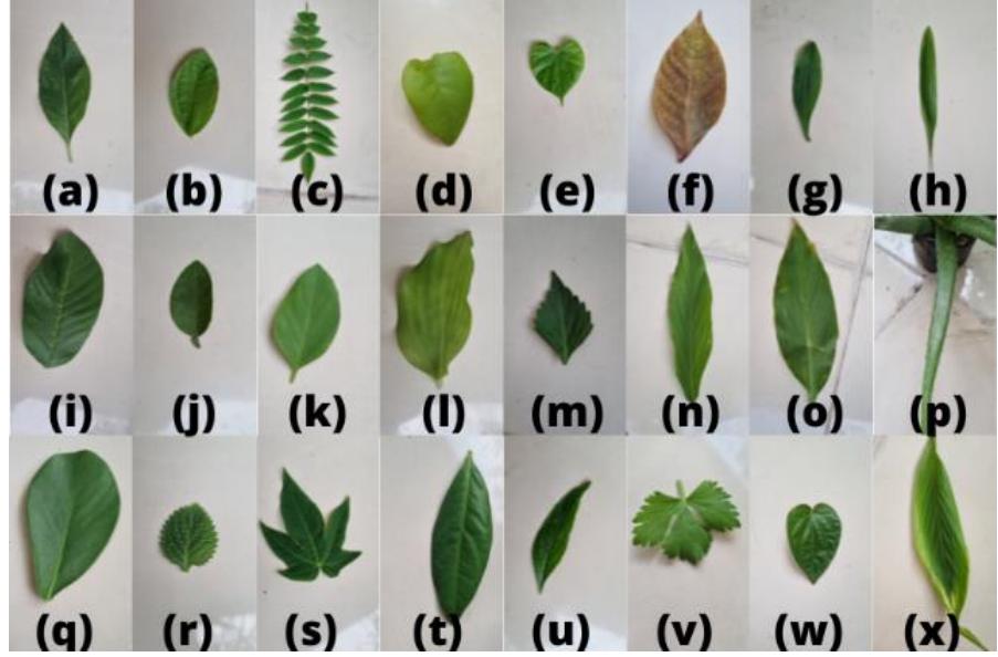 The examples of leaf. images in the dataset captured with