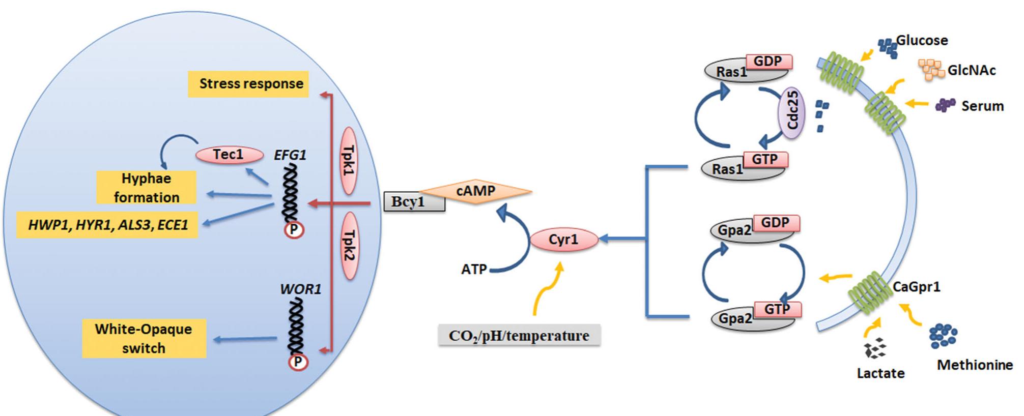 Camp/pka pathway in c. albicans. the extracellular