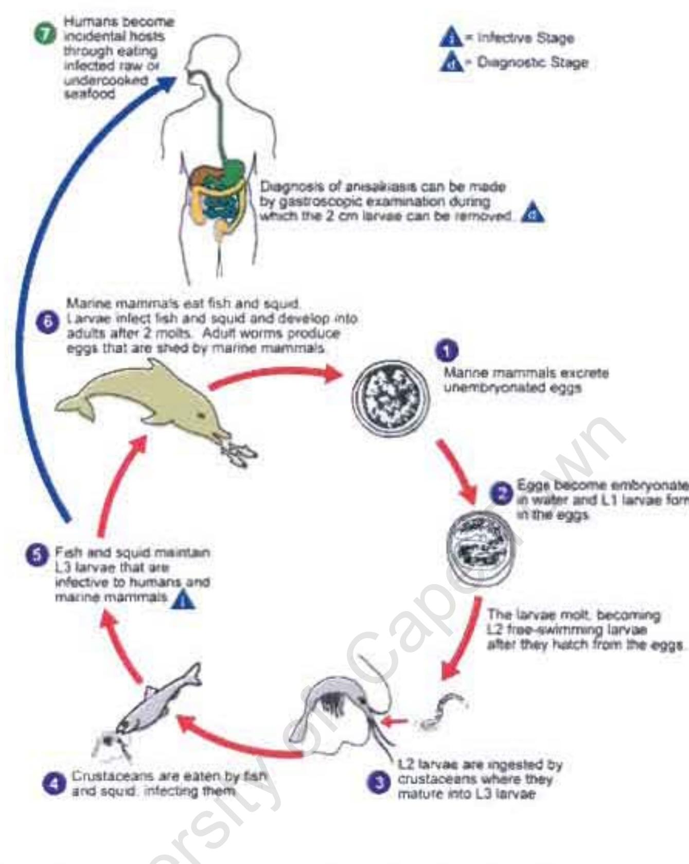 4. the lifecycle of anisakis and other anisakids. anisakis