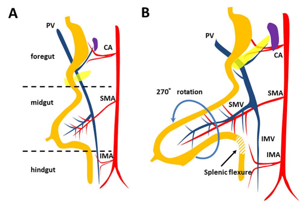 Development of the primitive gastrointestinal tract. a