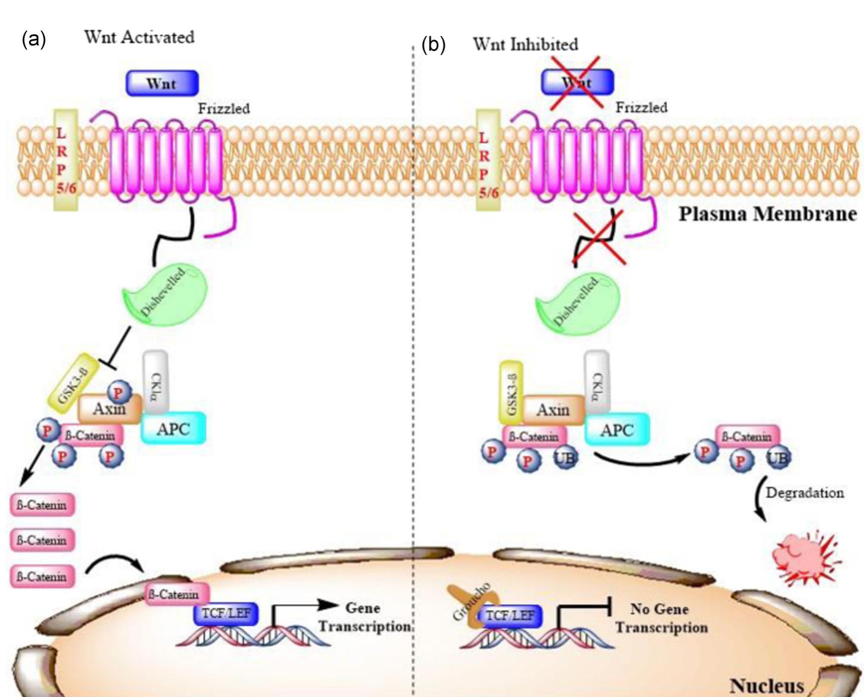 Canonical pathway signaling wnt. (a) signaling via complex