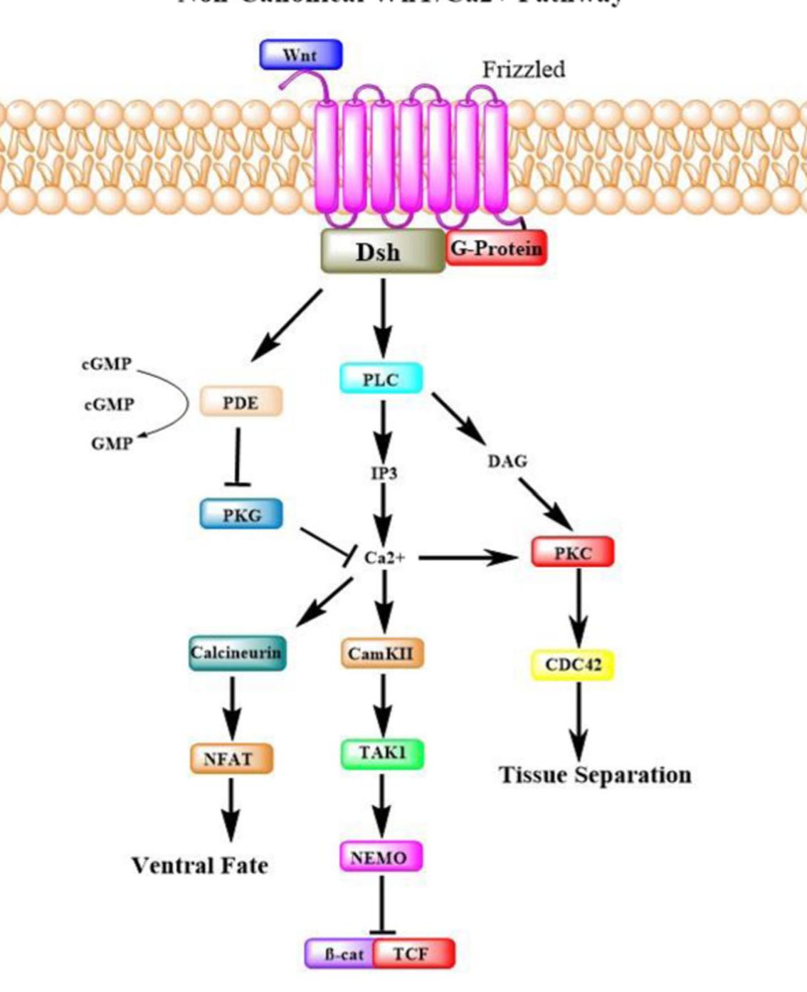 Figure 3 - Wnt Signaling Pathway: A Comprehensive Review