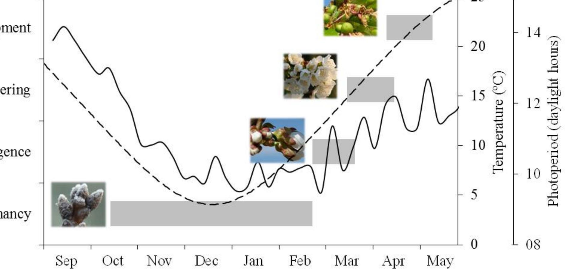 (PDF) Flower development in sweet cherry framed in the BBCH scale