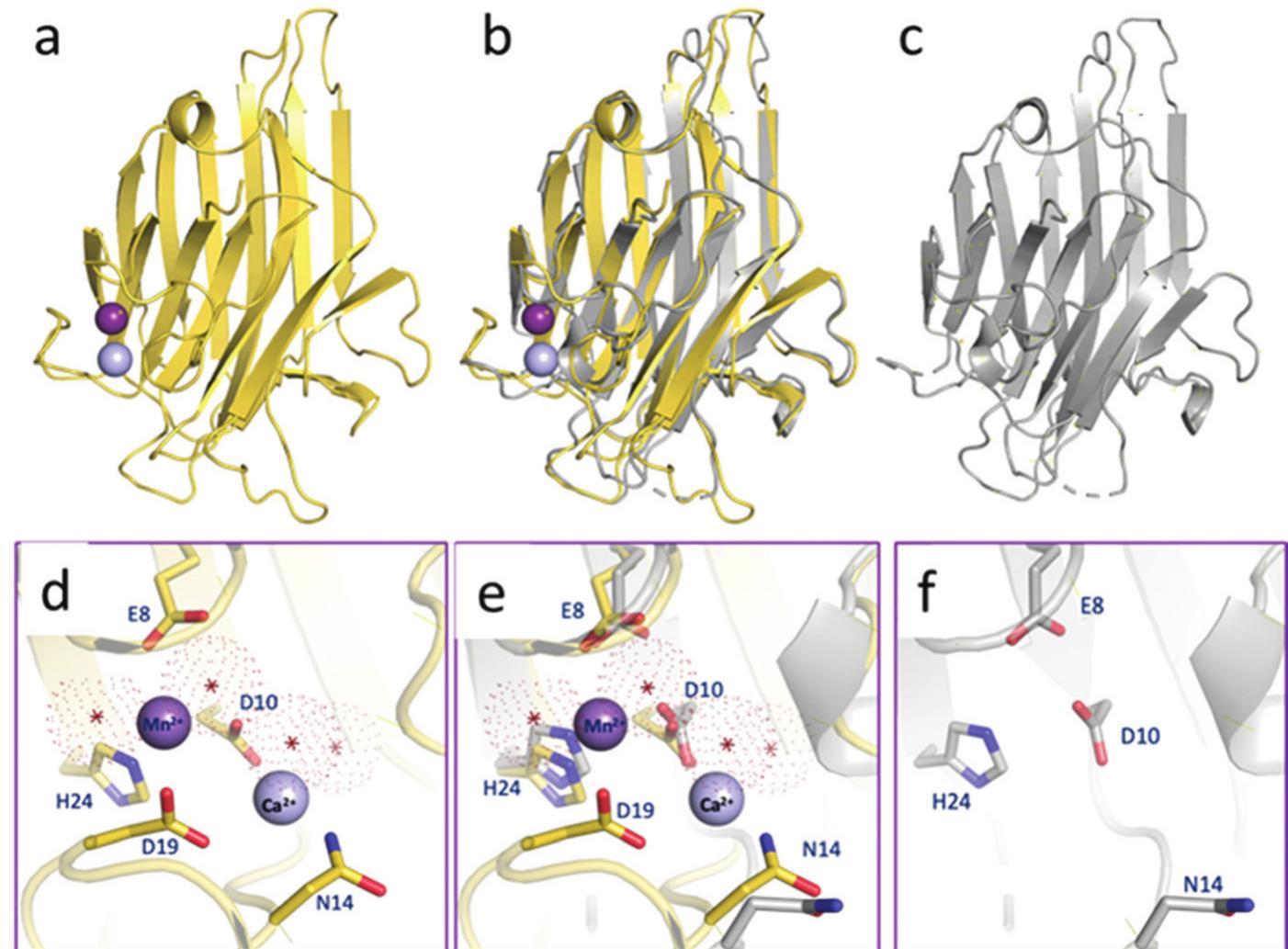 Structural comparison between native and apo