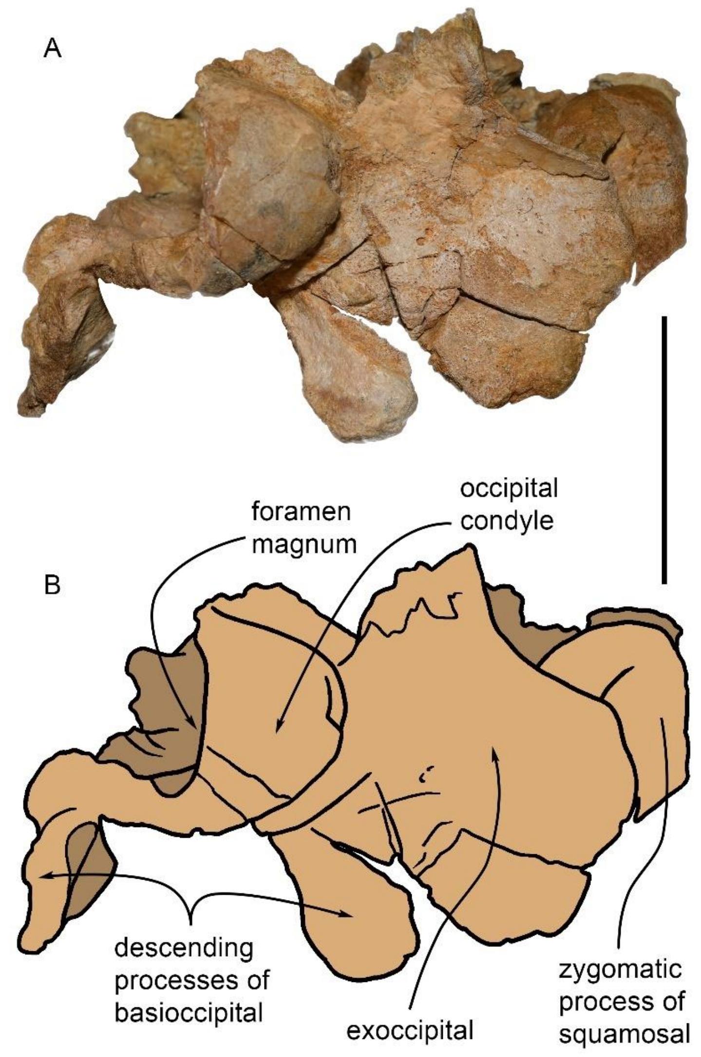Partial skull mgpt-pu 13881/1 in posterior view. (a)