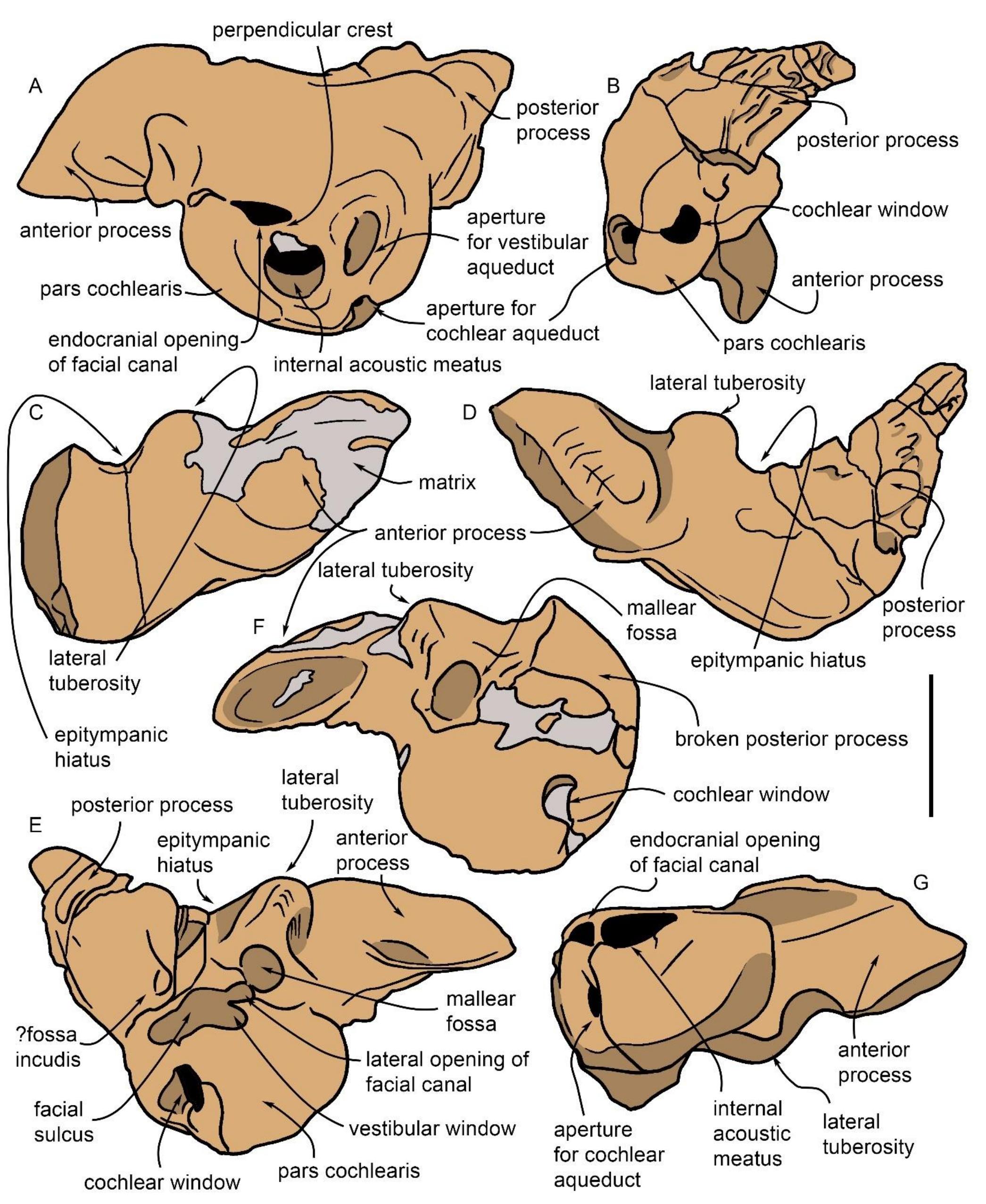 Figure 12 - from Cranial Material of Long-Snouted Dolphins