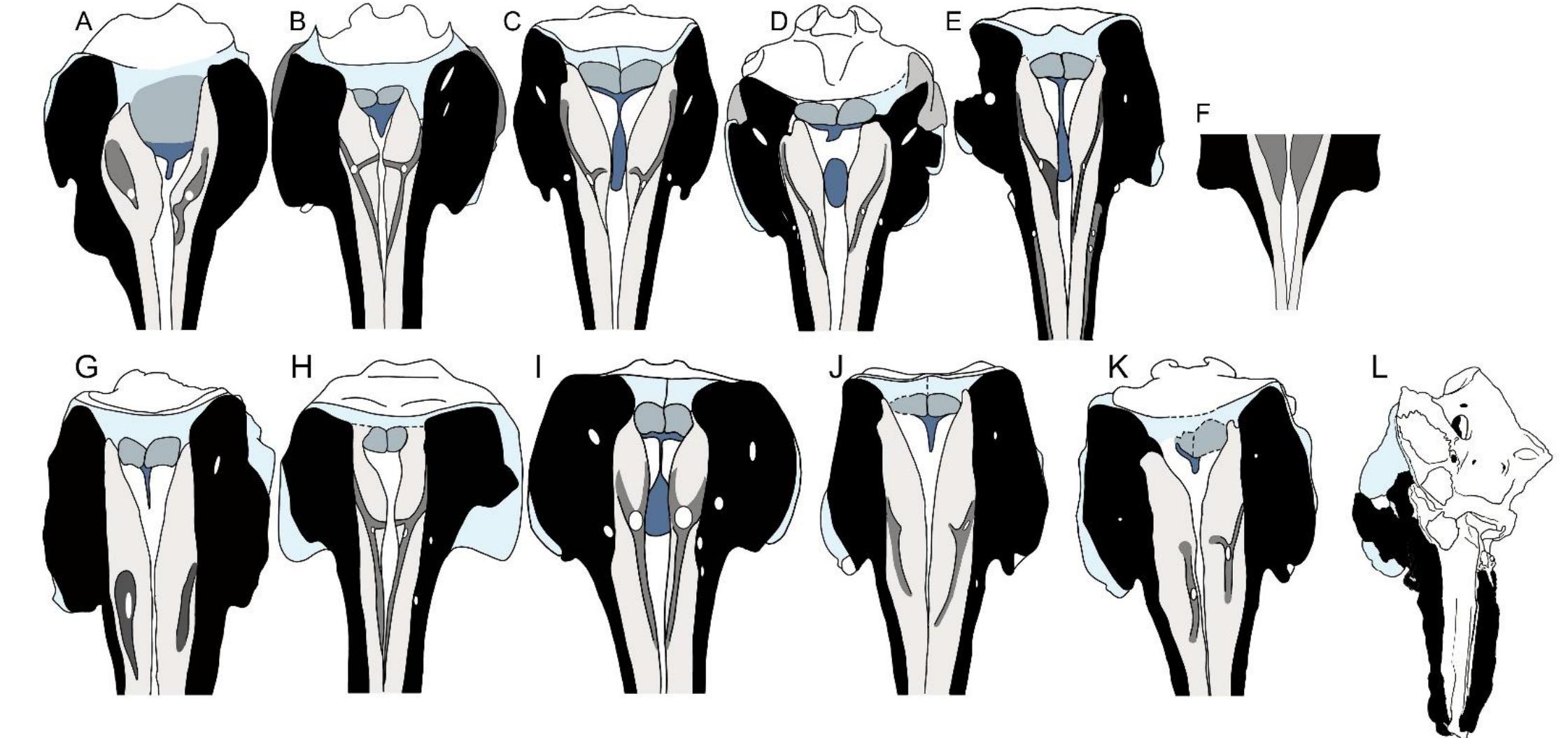 Schematic representation of posterior portions of