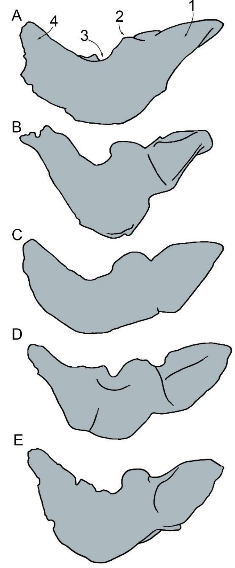 Morphology of eurhinodelphinid periotics in dorsal view