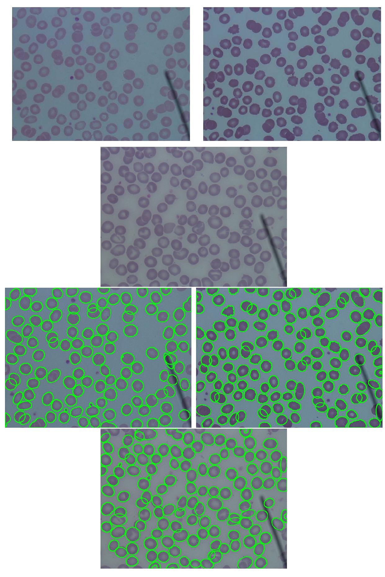 Segmentation results