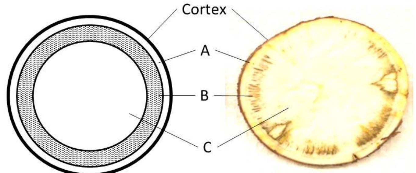 Cassava cross section showing the metabolic zones identified