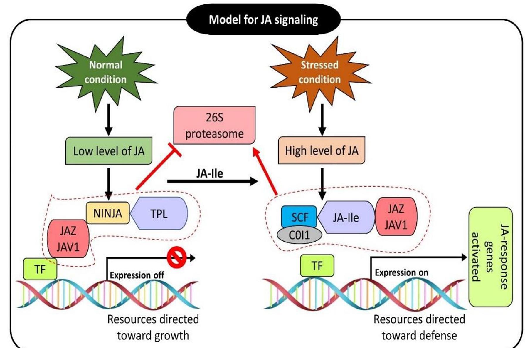 Jasmonic acid signaling pathway under normal and stress