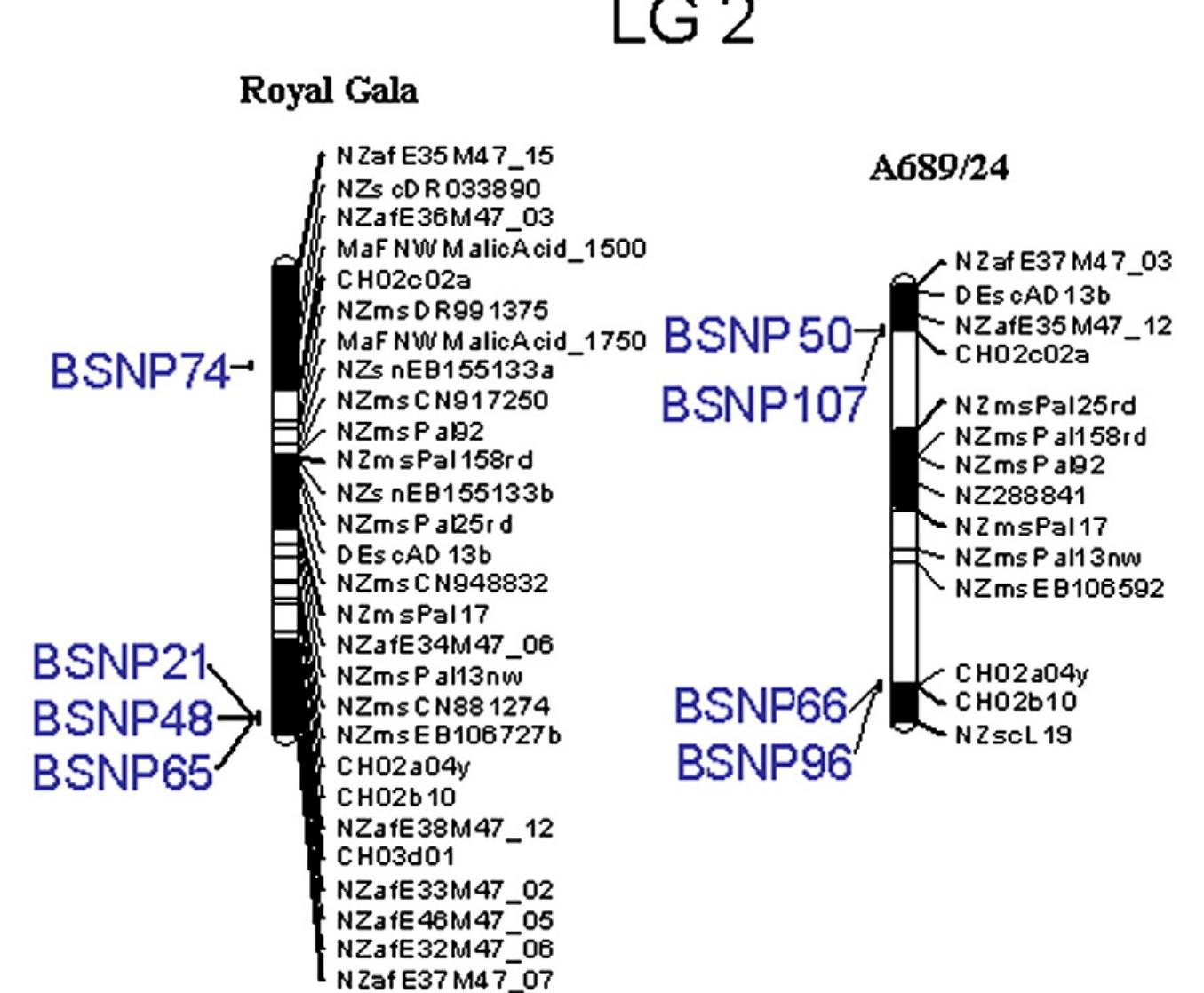 Snps mapped on the apple linkage group 2 of ‘royal gala’ and