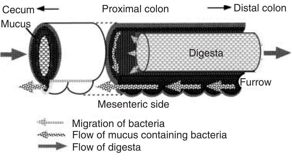 Schematic model of ‘mucus-trap’ type separation of bacteria