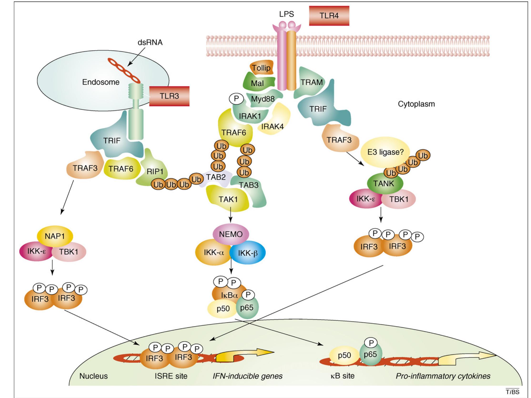 Tlr3 and tlr4-dependent signaling pathways. tlr3-mediated