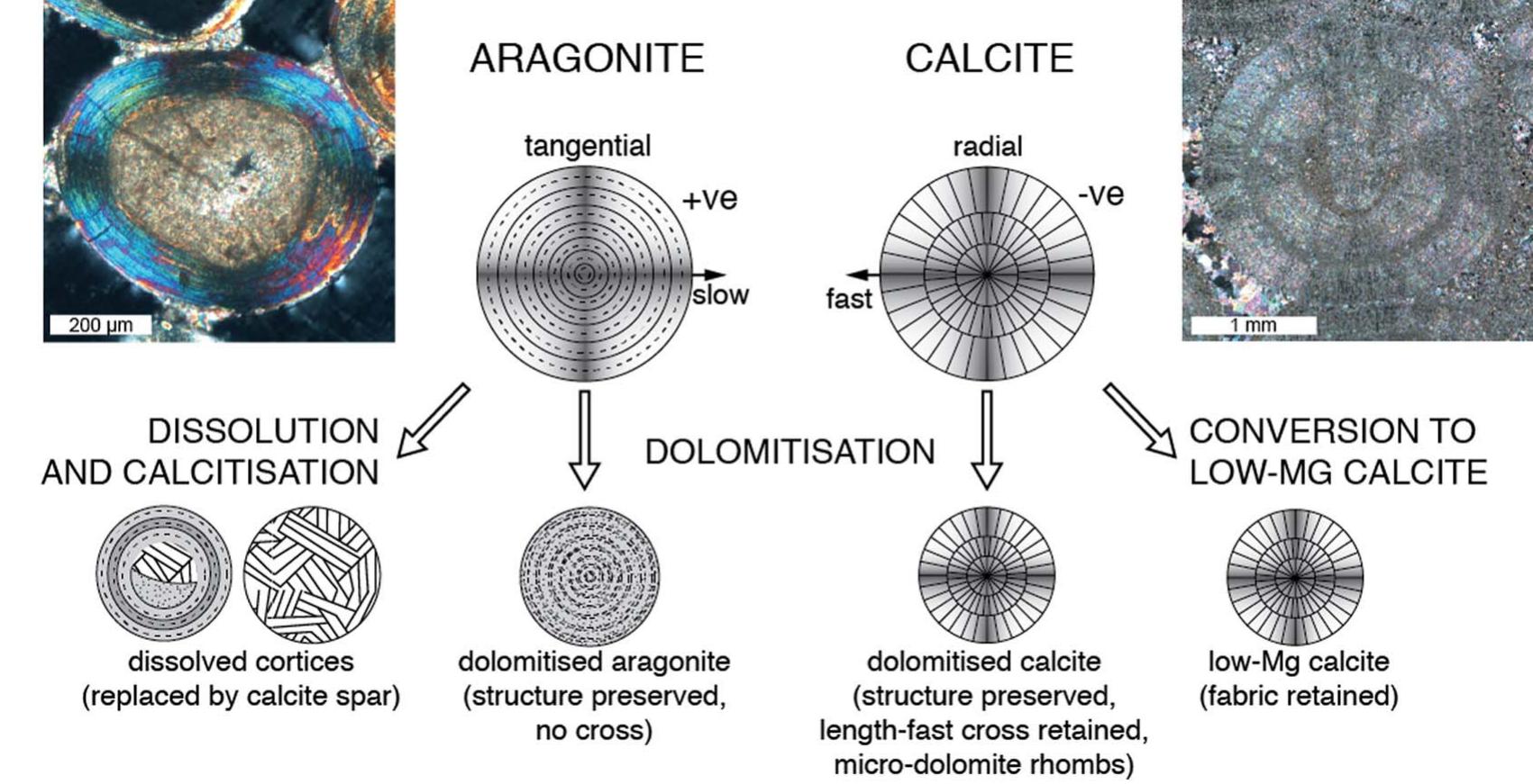 (PDF) Neoproterozoic marine carbonates and their paleoceanographic ...