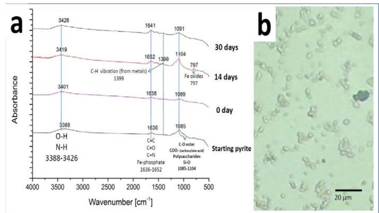 Fourier transform infrared (ftir) spectra of starting