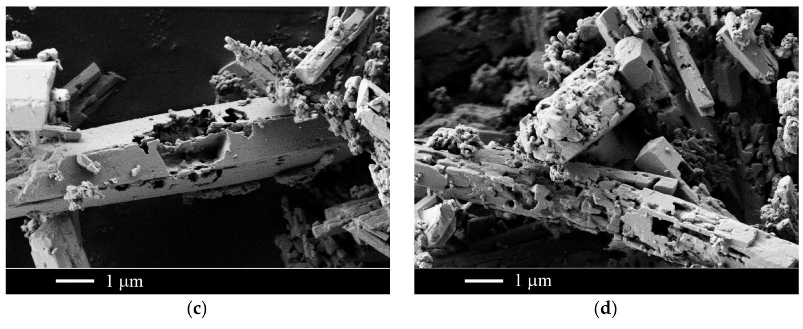 Scanning electron microscopy (sem) images of the specimens