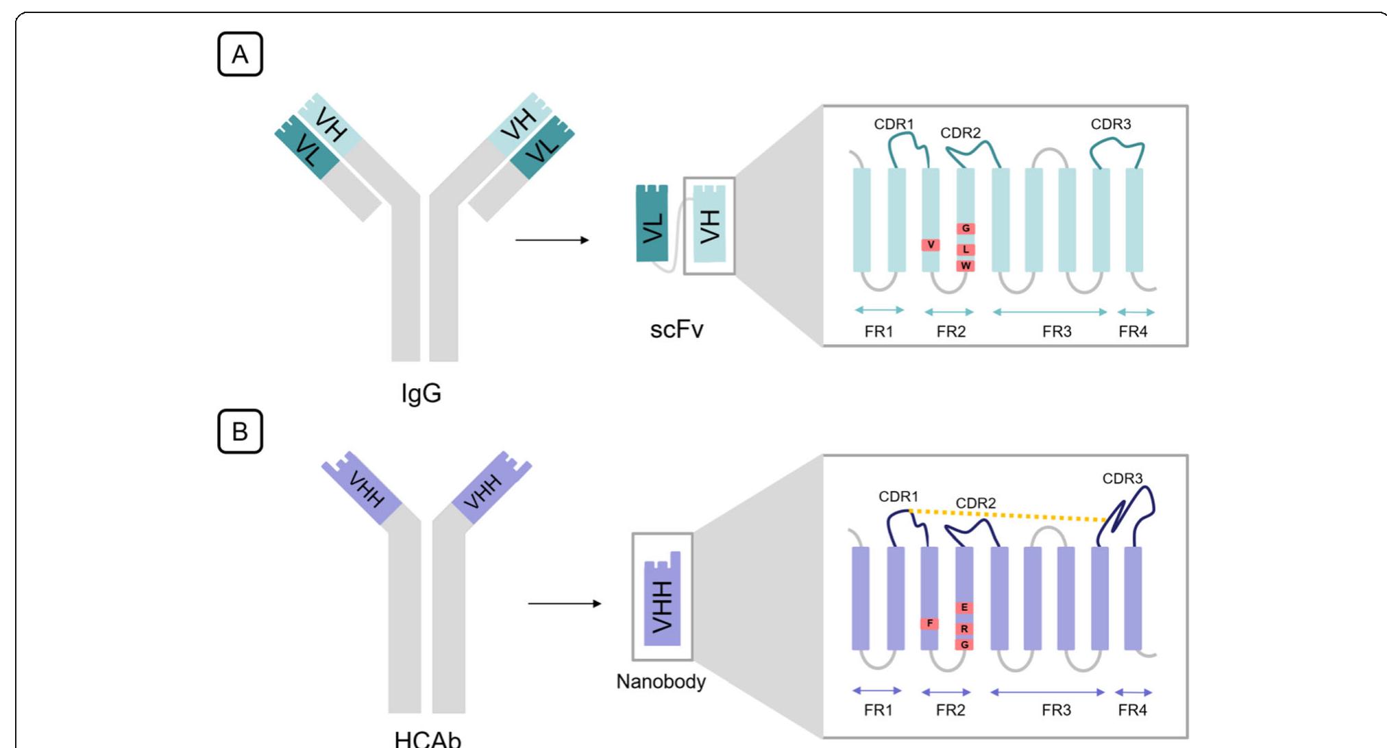 The differences of scfv and nanobody in structure. a