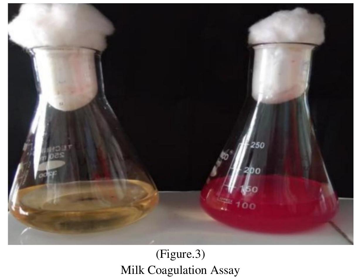 9) milk coagulation assay: coagulation of milk was observed